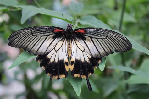 Schmetterling Insekt Geflügeltes Kostenloses Foto auf Pixabay