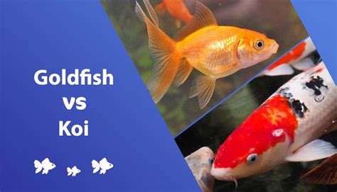 Koi Vs Goldfish Differences Identification Guide With Photos It S A Fish Thing