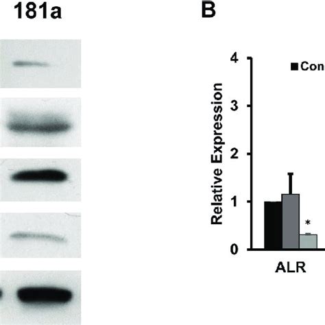 Role Of Mirna 181a On The Expression Of Alr And Fibrogenic Markers A