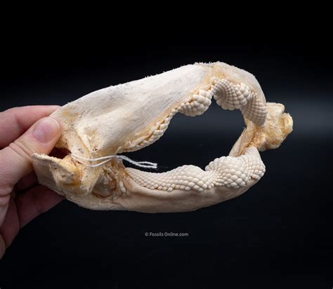 Shark Ray Jaw