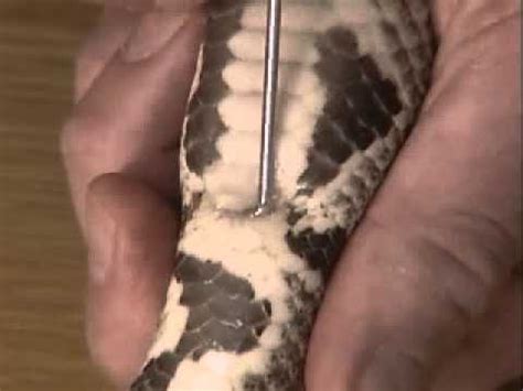 Python Probing Sexing Mov YouTube