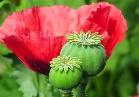 Bunga Poppy Kepala Foto Gratis Di Pixabay Pixabay