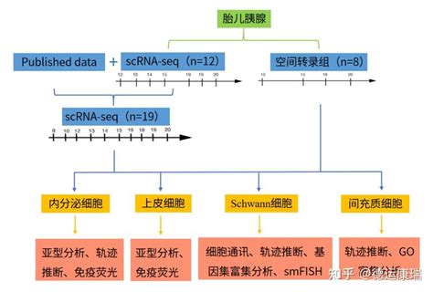 前沿应用 单细胞空间组学技术助力生命发育研究 知乎