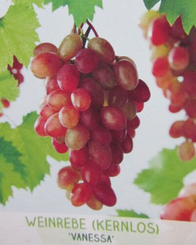 Vitis Vanessa Kernlose Rosa Trauben Wein Rebe Pflanze 90 110cm