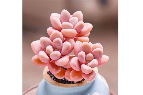 Tren Tanaman Terbaru Sukulen Pink Ini Cantik Dan Mudah Dirawat