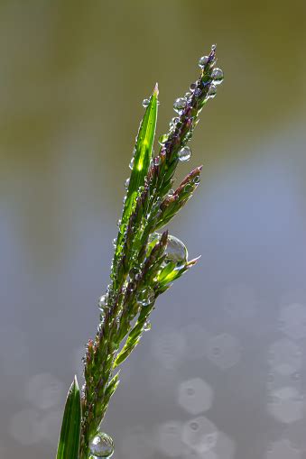이슬이 맺힌 신선한 푸른 잔디가 가까이 있습니다 비가 내린 후 신선한 풀밭에 물이 떨어집니다 푸른 풀밭에 맺힌 가벼운 아침 이슬