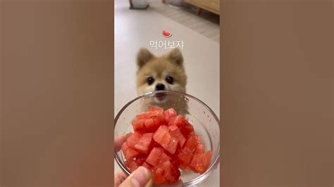 🍉언니랑 수박 먹기🍉 Youtube