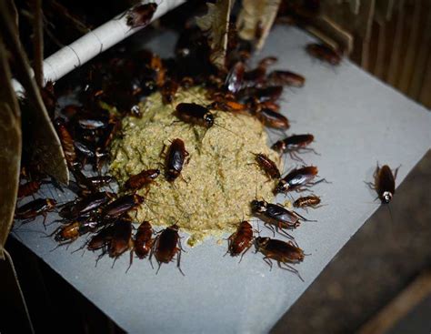 Cucarachas Con Picante Es Uno De Los Platillos De China ¿te Atreves A