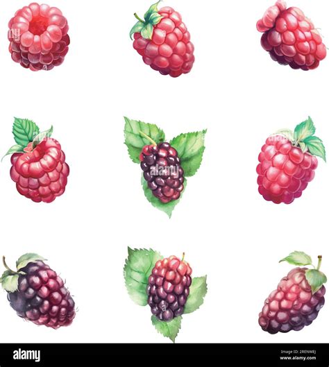 Raspberry And Mulberry Set Isolated On White Background Watercolor