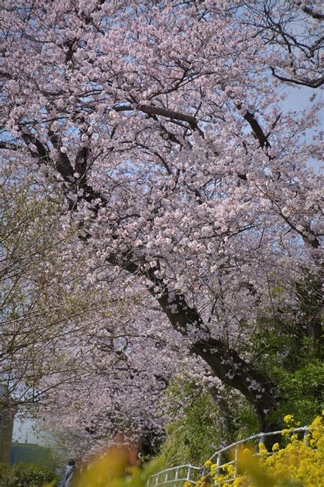 海老名三川公園春開く kokuritaのブログ