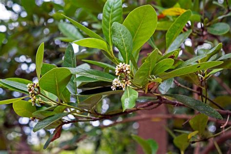"Rhizophora Mangle" Images – Browse 110,636 Stock Photos, Vectors, and ...