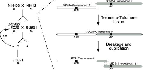 Translocation And Formation Of A Segmental Duplication During Congenic