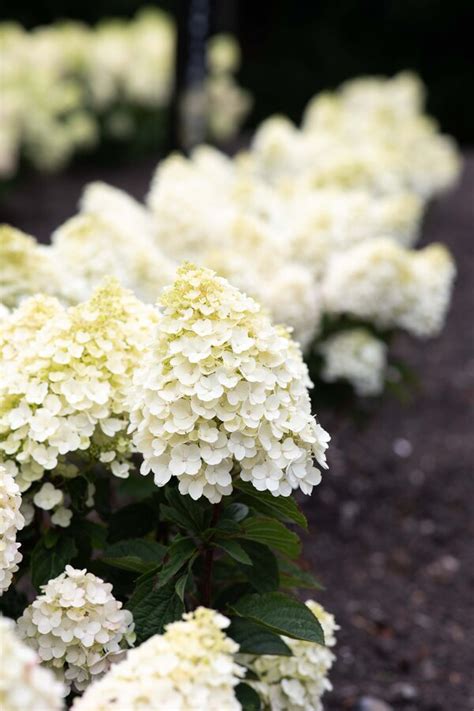 Living Little Blossom® - Хортензия - Паникулата - Love Hortensia