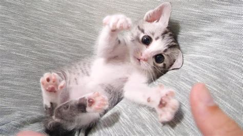 子猫が寂しそうな表情でママの手を握り締めて遊びの延長をお願いする【赤ちゃん猫 保護猫】 Youtube