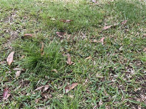 Weed Identification Please R Gardeningaustralia