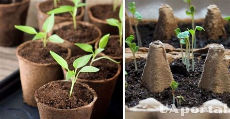 Як захистити розсаду помідорів перців огірків та капусти від хвороб поради з догляду