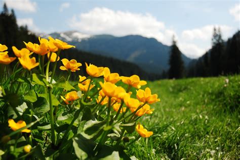 Flowers Botany Nature Free Photo On Pixabay Pixabay