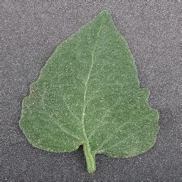 Tomato Cv Object Detection Dataset And Pre Trained Model By Tomato