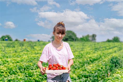 과일 농장의 딸기 밭 들판에서 딸기를 따는 소녀 바구니에 담긴 신선한 익은 유기농 딸기 유기농 딸기 농장의 나무 바구니에 담긴