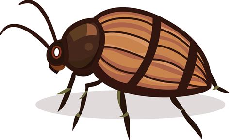 Bed Bug Vector Illustration Genus Cimex Insects Vector Image 26382245