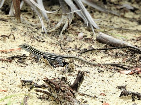 Six Lined Racerunner From High Ridge Scrub Natural Area 7300 High Ridge