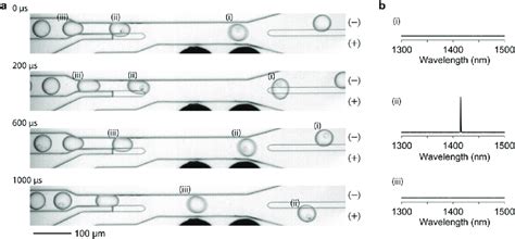 Binary Cell Sorting To Divide Cells In Populations With And Without