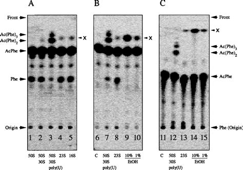 Figure 1 From Peptidyl Transferase Activity Catalyzed By Protein Free