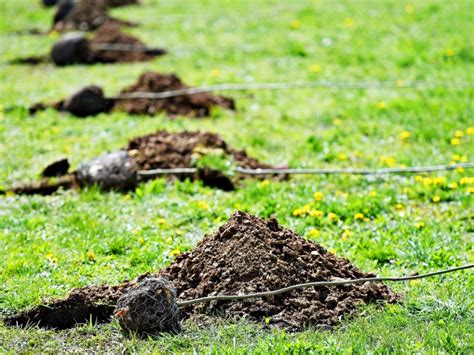 7 Common Lemon Tree Problems And How To Fix Them