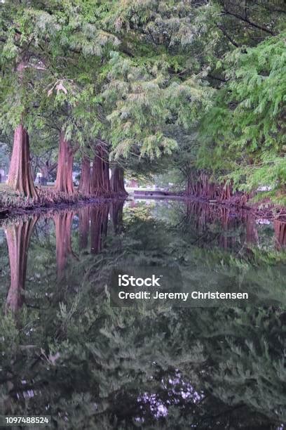 나무와 뉴 올 리 언 즈 묘지와 정원 지구 루이지애나 미국 풀 반영 등을 둘러싼 독특한 자연 측면의 전망 늪지에 대한 스톡 사진 및 기타 이미지 Istock