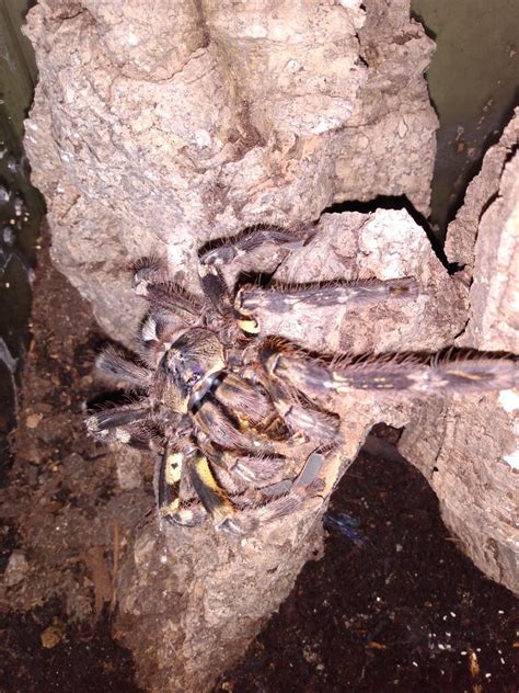 P.ornata | Arachnoboards