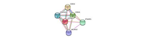 Ccnd1 Gene Genecards Ccnd1 Protein Ccnd1 Antibody