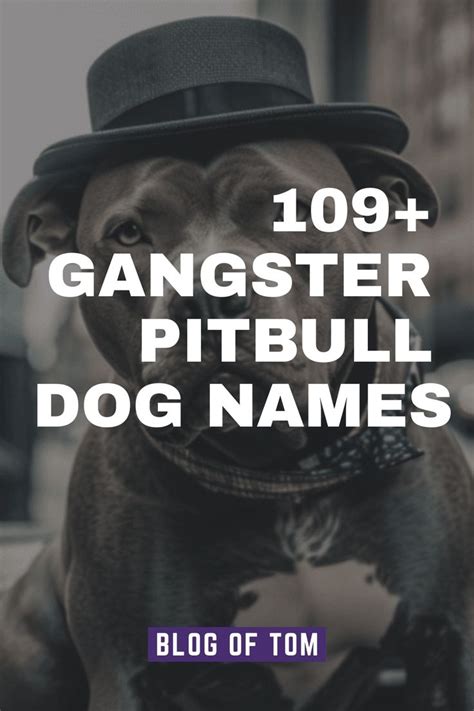 109 Gangster Pitbull Dog Names Pitbull Dog Names Pitbull Names Dog