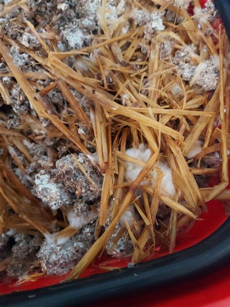 White Fuzz On Oyster Mushrooms Straw Rmycology