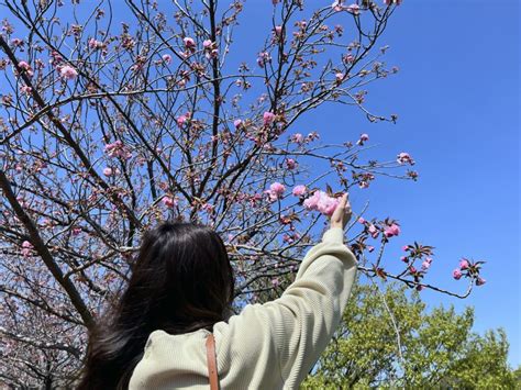 Istp（巨匠）は頭が悪いと言われる理由は？実際のところはどうなの？ Kuramemo