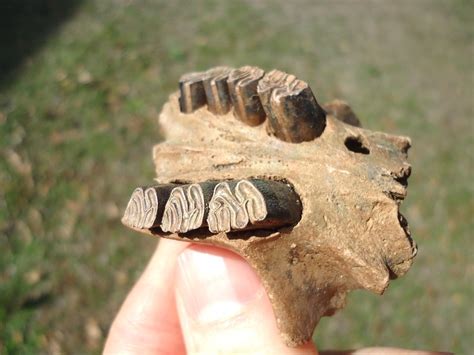 Unique Beaver Palate Maxilla With Seven Teeth Recently Sold Fossils Prehistoric Florida