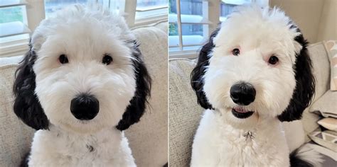 Meet The Real Life Snoopy One Year Old Bayley The Mini Sheepadoodle
