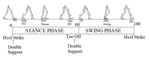 gait cycle [hs heel strike to toe off opp opposite] [5] download scientific diagram