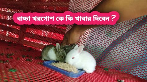 বাচ্চা খরগোশ কে কি খাবার দিবেন । Rabbitlover Youtube