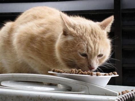 Vómito en Gatos Causas y Cuidados