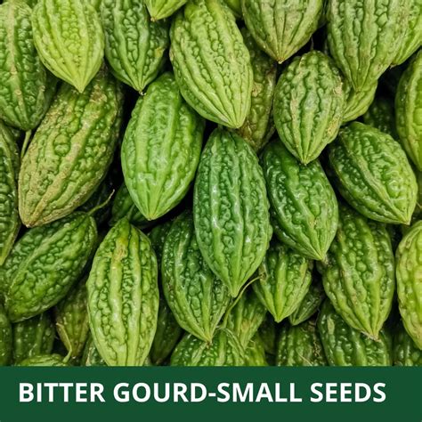 Farmgokart Bitter Gourd Small Karela Hybrid F1 Seed 10 Seeds Per Resetagri