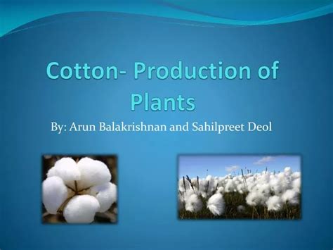 Ppt Cotton Production Of Plants Powerpoint Presentation Free