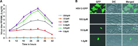 Cm Treatment Generates Replication Defective Hsv 2 Download