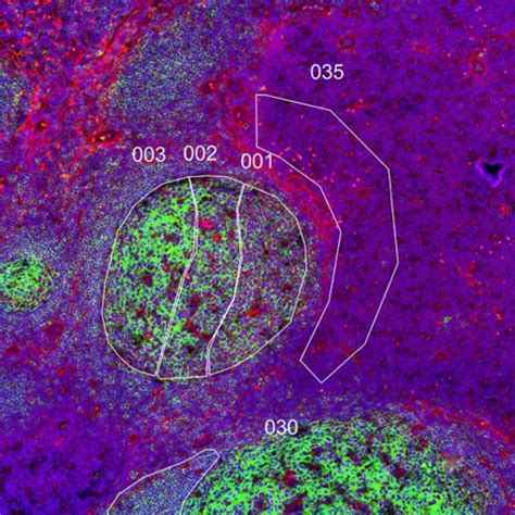 Your First GeoMx DSP Experiment A Step By Step Guide