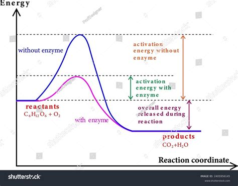 Diagram Showing Catalytic Reaction Energy Niveau Stock Vector Royalty