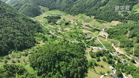 重庆巫溪高山贝母喜丰收 村民种出致富路 凤凰网视频 凤凰网