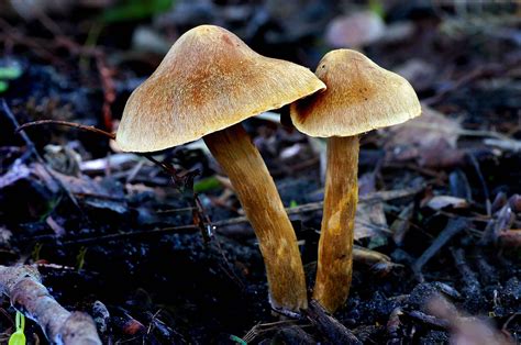 Psilocybin Mushrooms Shroom Side Effects Risks And Benefits