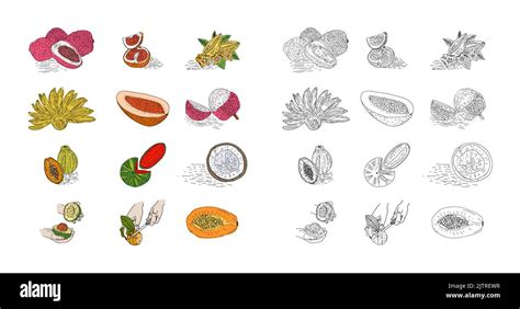 Fruit Hand Drawn Style Vector Set Illustration Of Colored And