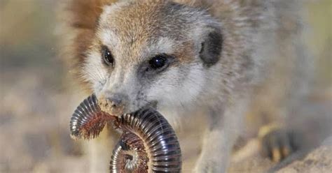 Suricata 3 1 Open Source IDS IPS NSM Engine KitPloit PenTest