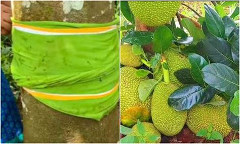 പ്ലാവിന് ഒരു പാവാടയിട്ടാൽ ചക്ക കയ്യെത്തി പറിക്കാം ഈ സൂത്രം ഉറപ്പായും ചെയ്തുനോക്കാം Volley Live