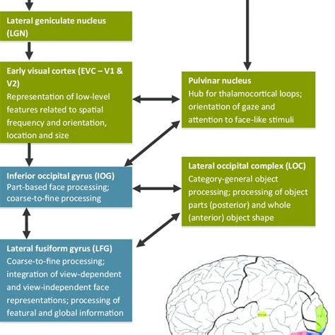 PDF Face Detection And Individuation Interactive And Complementary